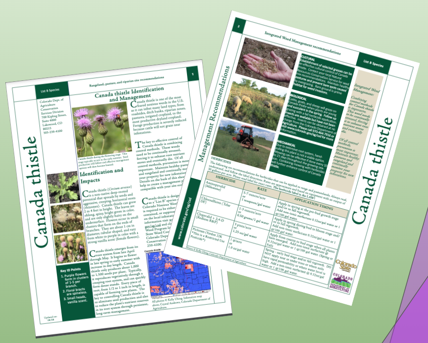 Noxious Weed Resources (2023) | Fireweed Ecological Services